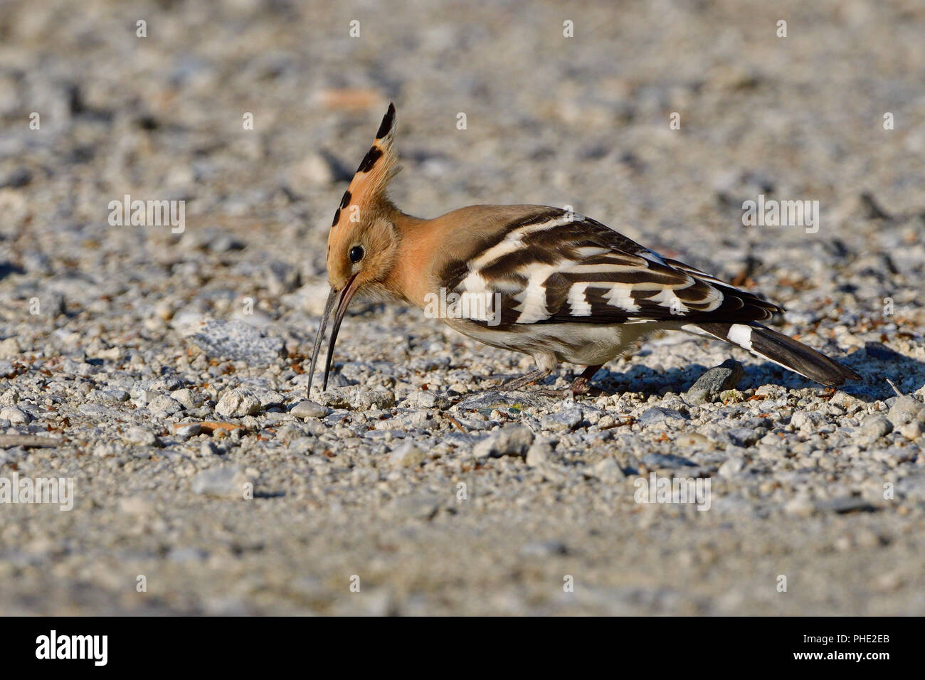 Hoopoe eggs hi-res stock photography and images - Alamy
