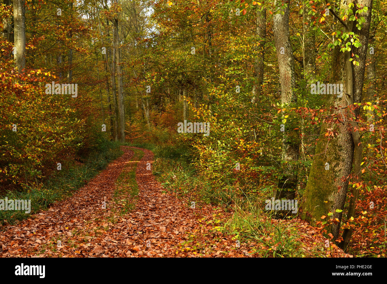 autumn; forest path Stock Photo - Alamy