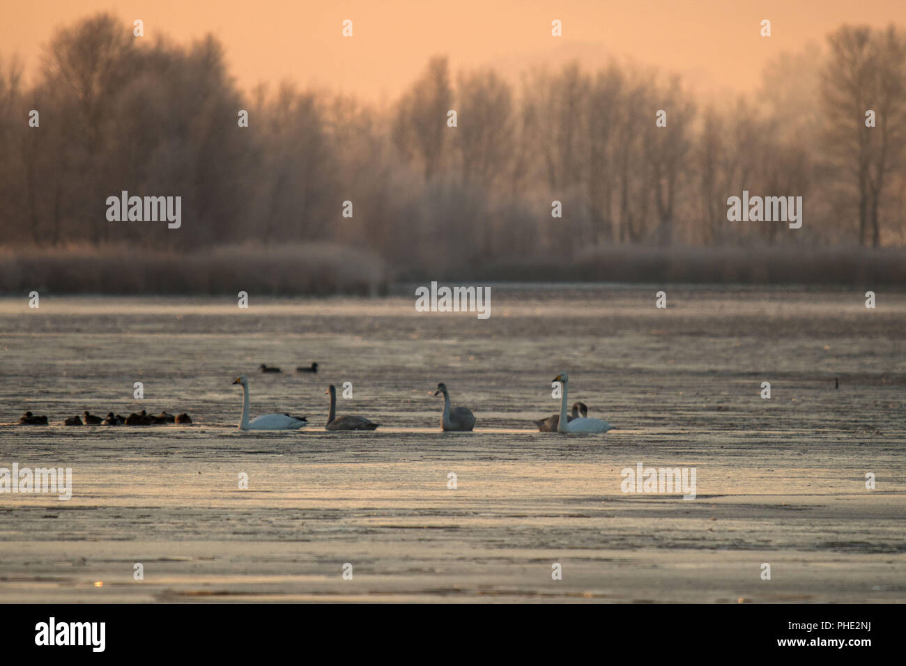 Naturpark Bourtanger Moor - Bargerveen Stock Photo - Alamy