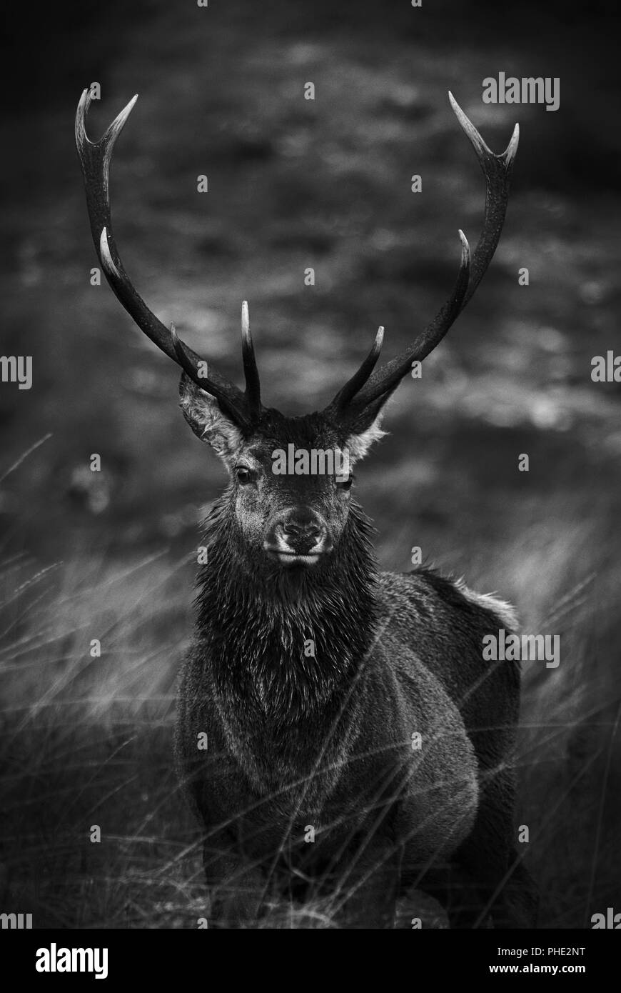 Wild stag Black and White Stock Photos & Images - Alamy