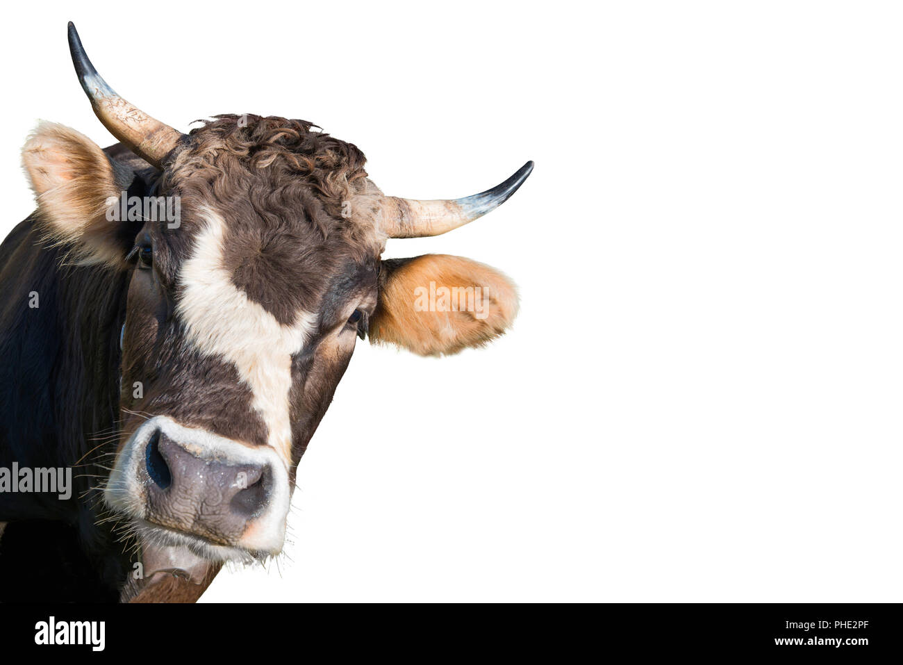 Holstein cow cutout hi-res stock photography and images - Alamy