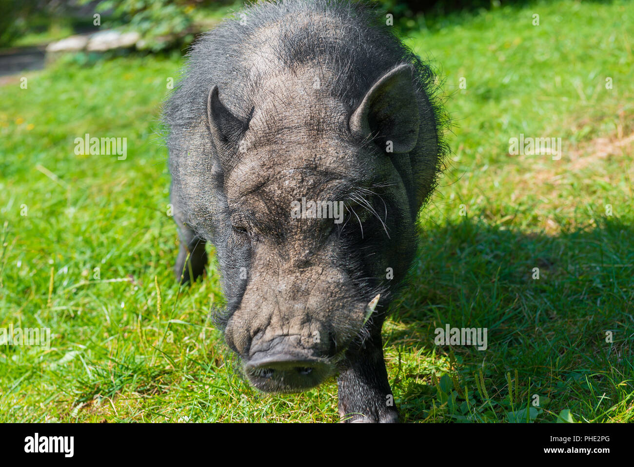 Black guinea pig with big fangs Stock Photo - Alamy