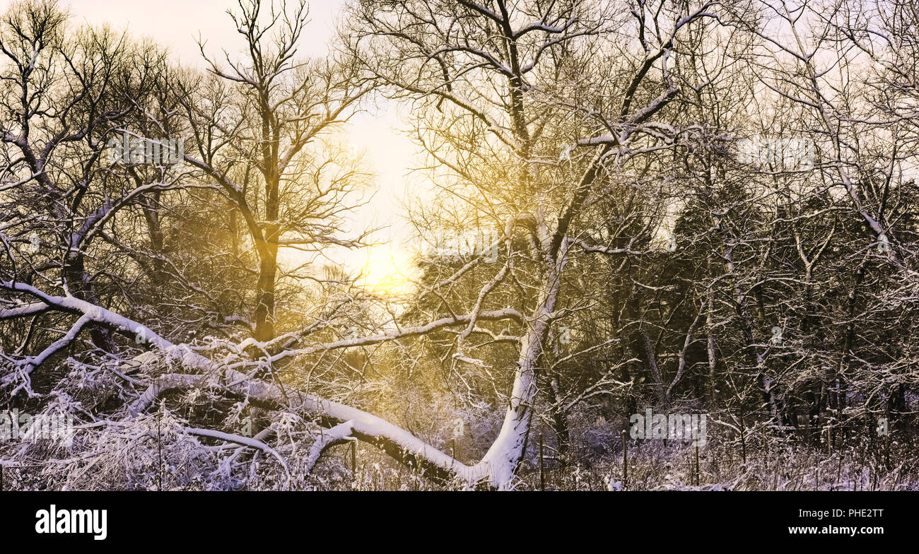 Trees in the forest with sun hi-res stock photography and images - Alamy