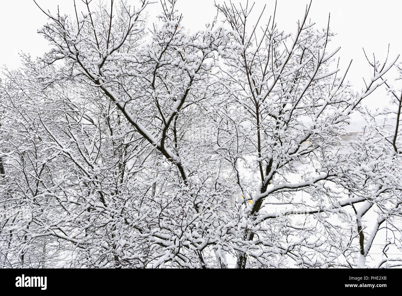 trees after freezing rain Stock Photo - Alamy