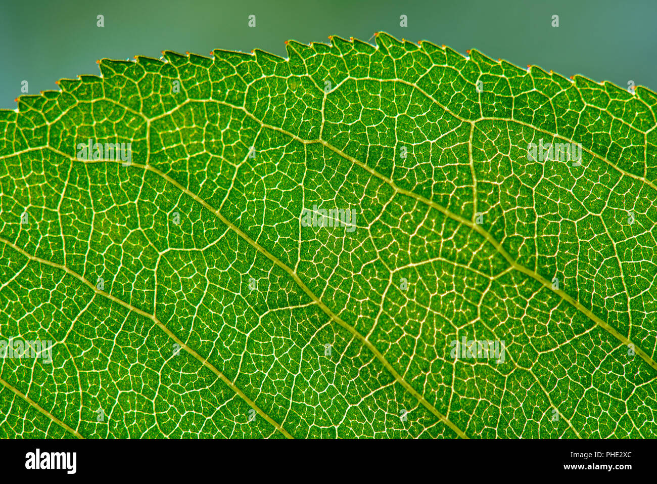 Leaf texture with veins Stock Photo - Alamy