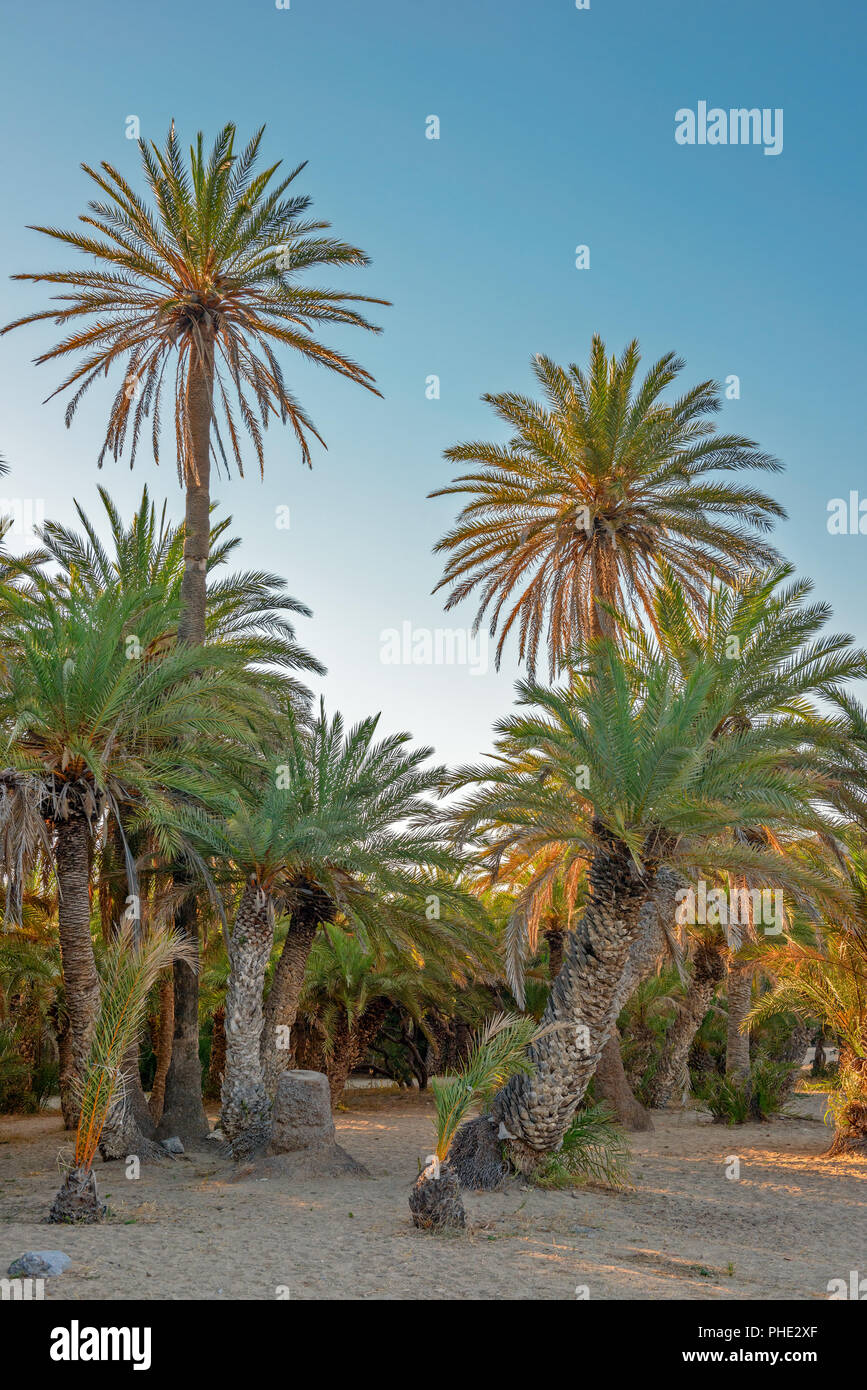 Palm trees on sand beach Stock Photo - Alamy