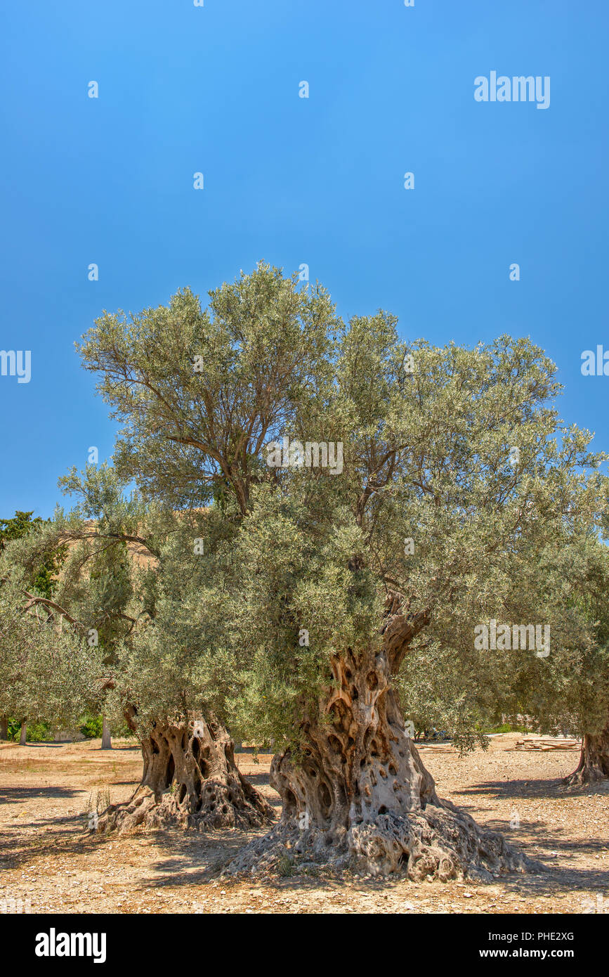 Old olive trees Stock Photo - Alamy