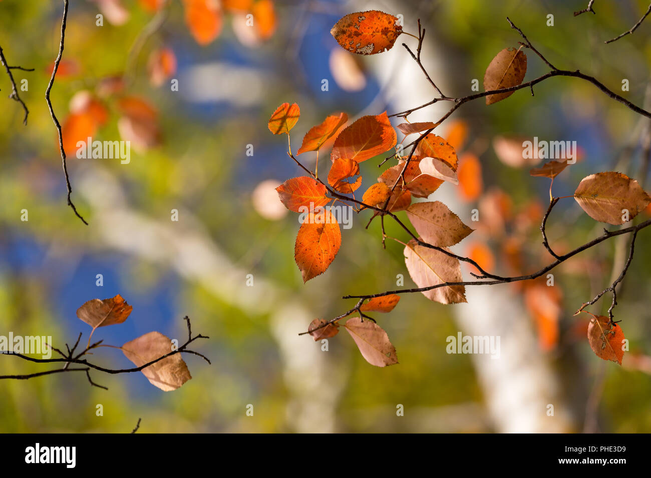 Paper Birch Tree High Resolution Stock Photography and Images - Alamy