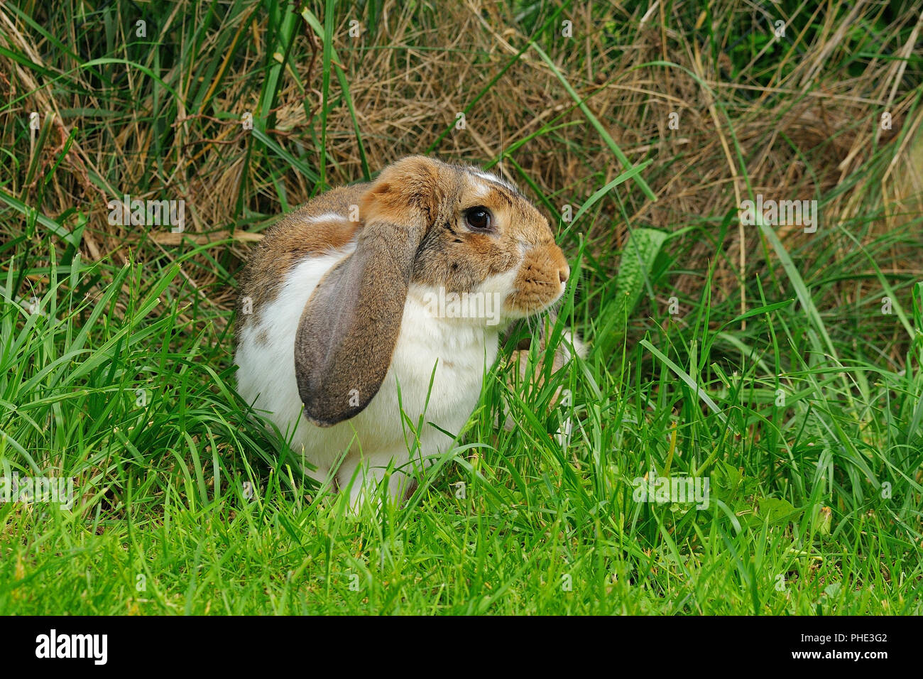 Lop eared hi-res stock photography and images - Alamy