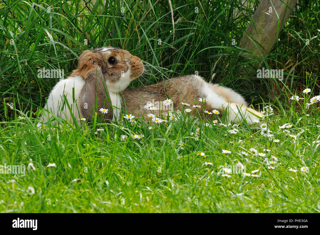Lop eared rabbit hi-res stock photography and images - Alamy
