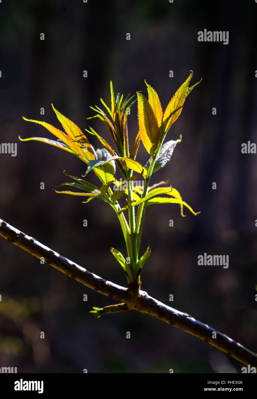 Young tree leaves hi-res stock photography and images - Alamy