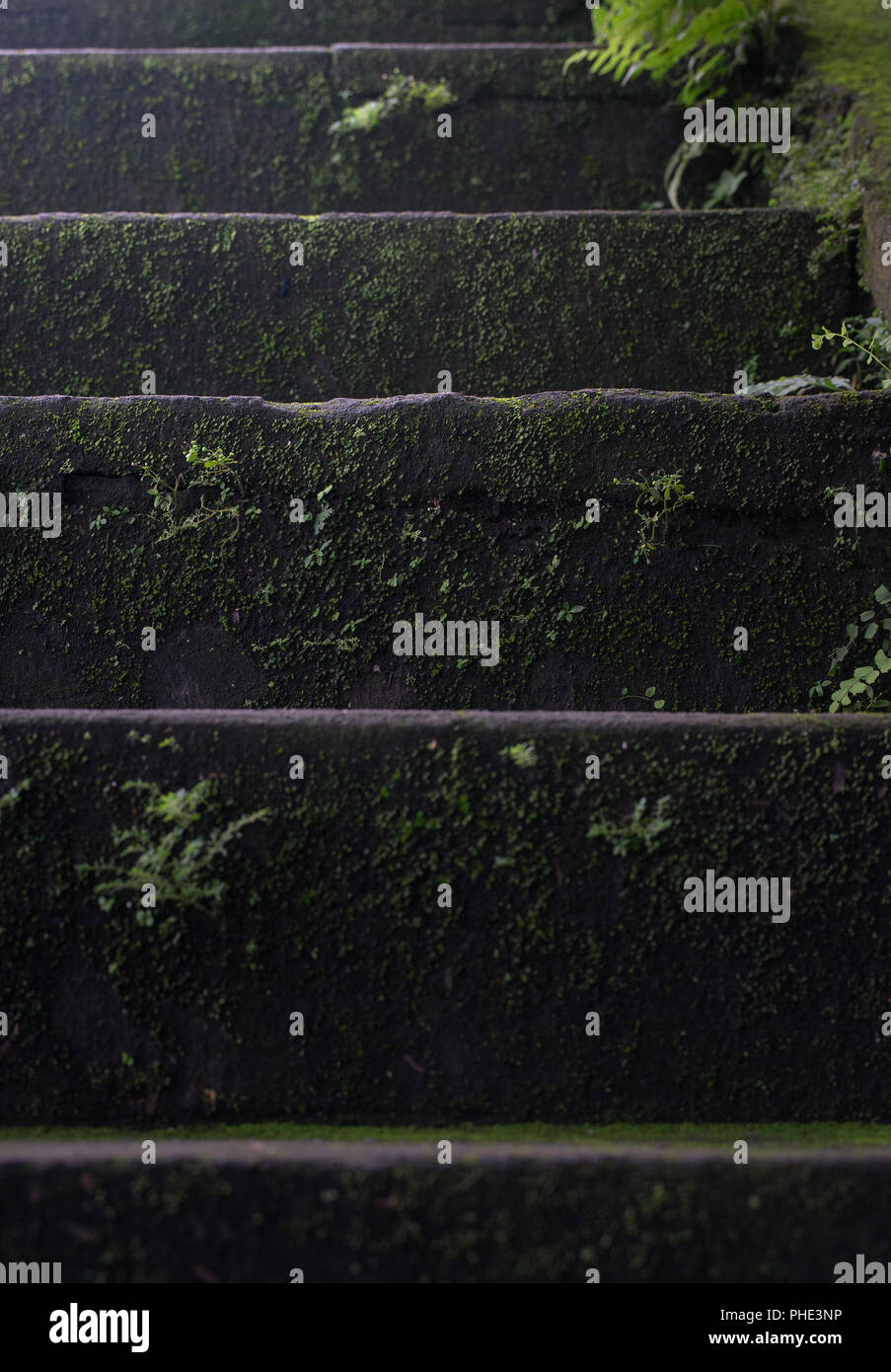 Old wet stone steps filled with moss, macro texture Stock Photo - Alamy
