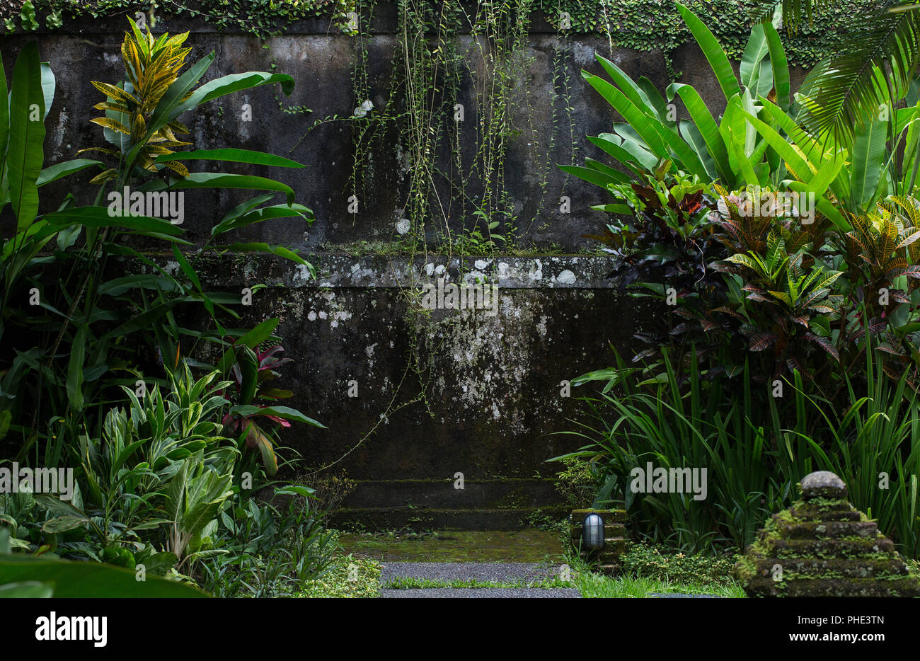 An old temple wall overgrown with a loach in the Asian jungle Stock ...