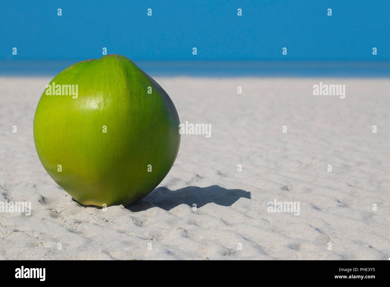 Closed coconut on a beach against the sea Stock Photo - Alamy