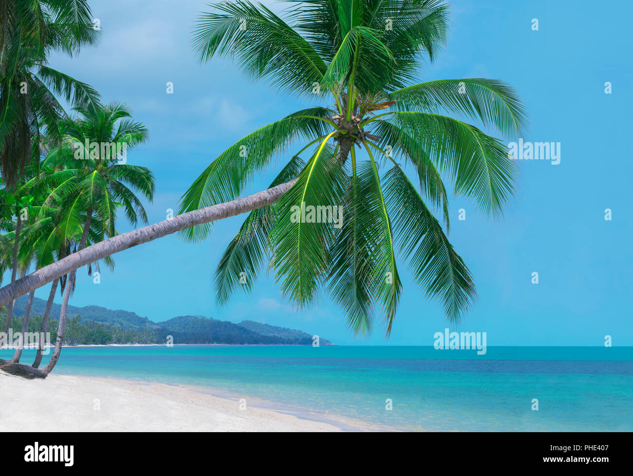 Fallen palm tree on the shore of the tropical sea Stock Photo - Alamy