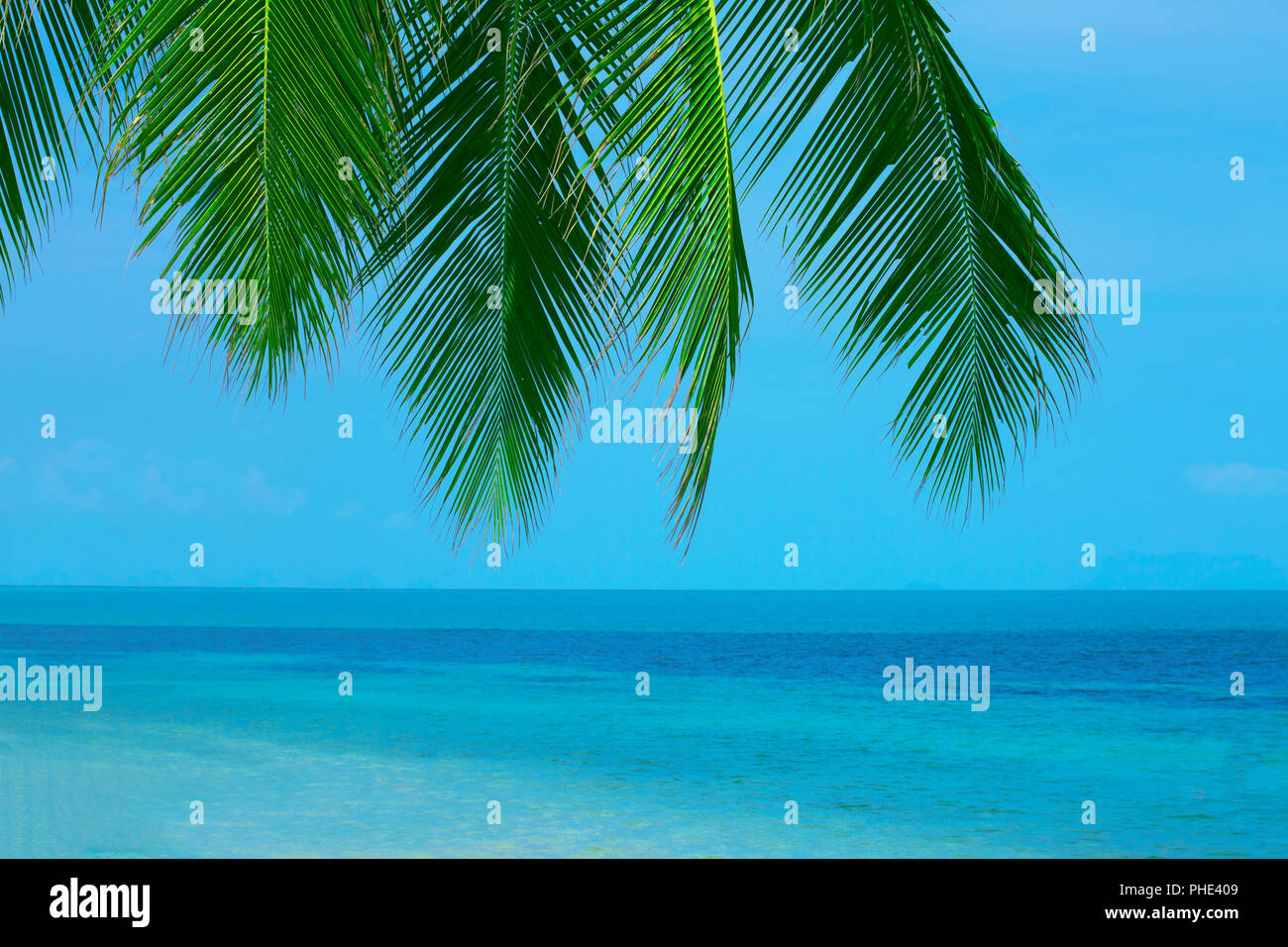 Slanted palm tree hi-res stock photography and images - Alamy
