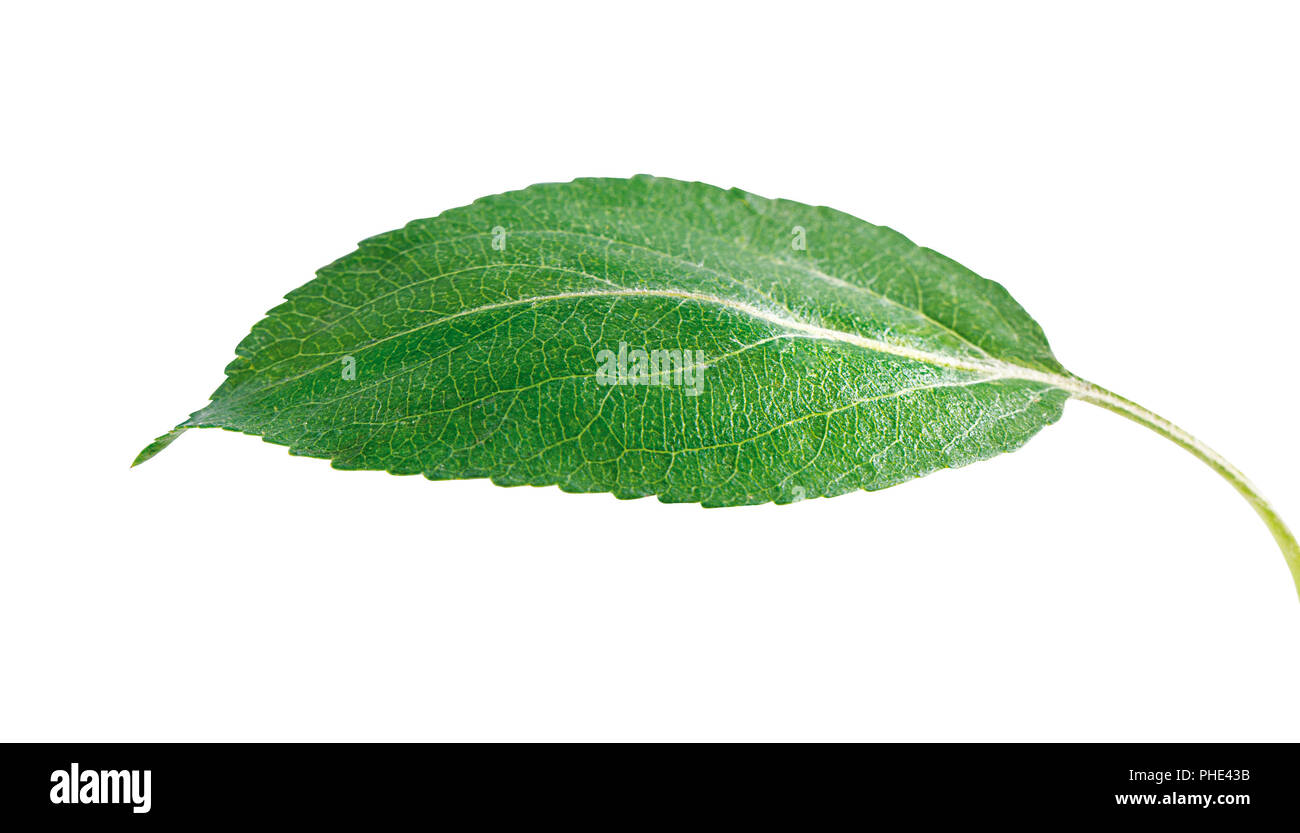 Single leaf of fruit tree isolated on white background Stock Photo - Alamy