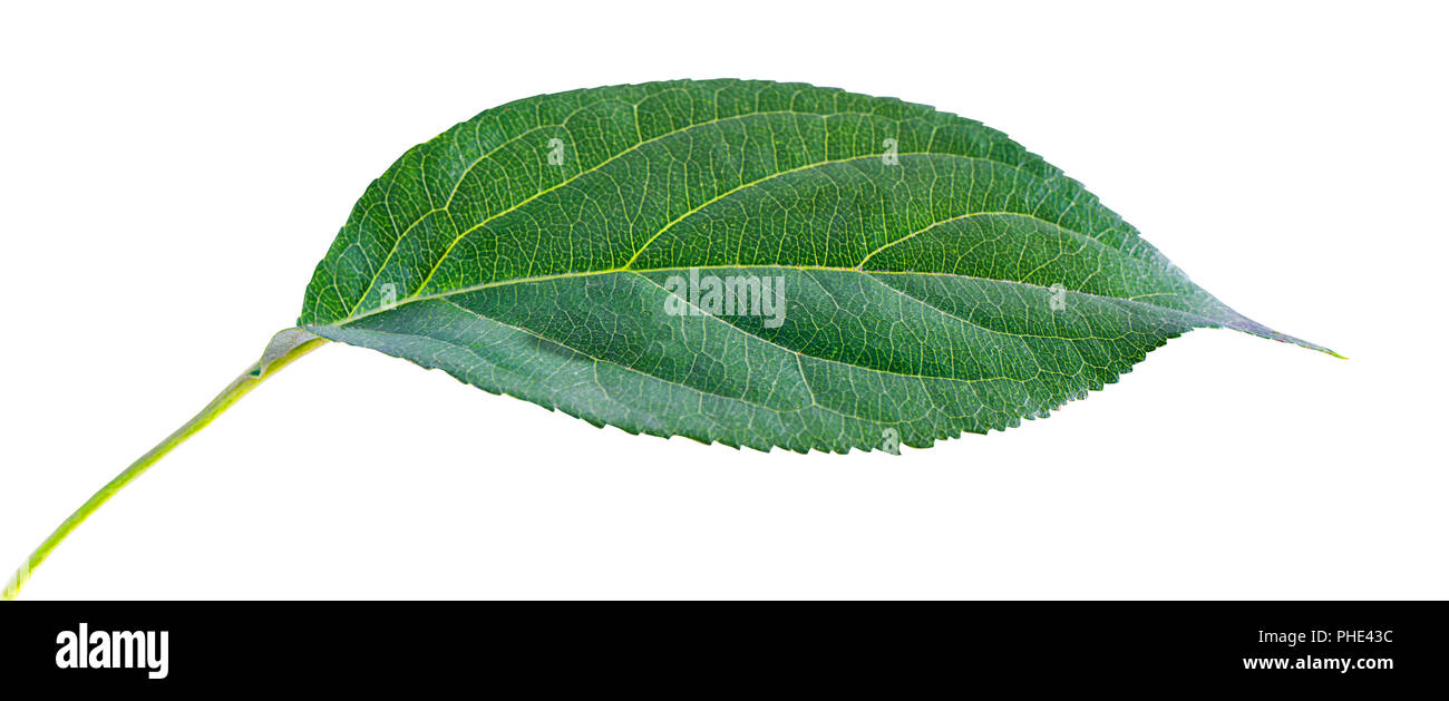 Single leaf of fruit tree isolated on white background Stock Photo - Alamy
