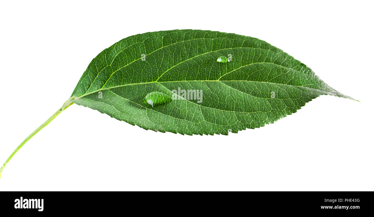 Single leaf of fruit tree isolated on white background Stock Photo - Alamy