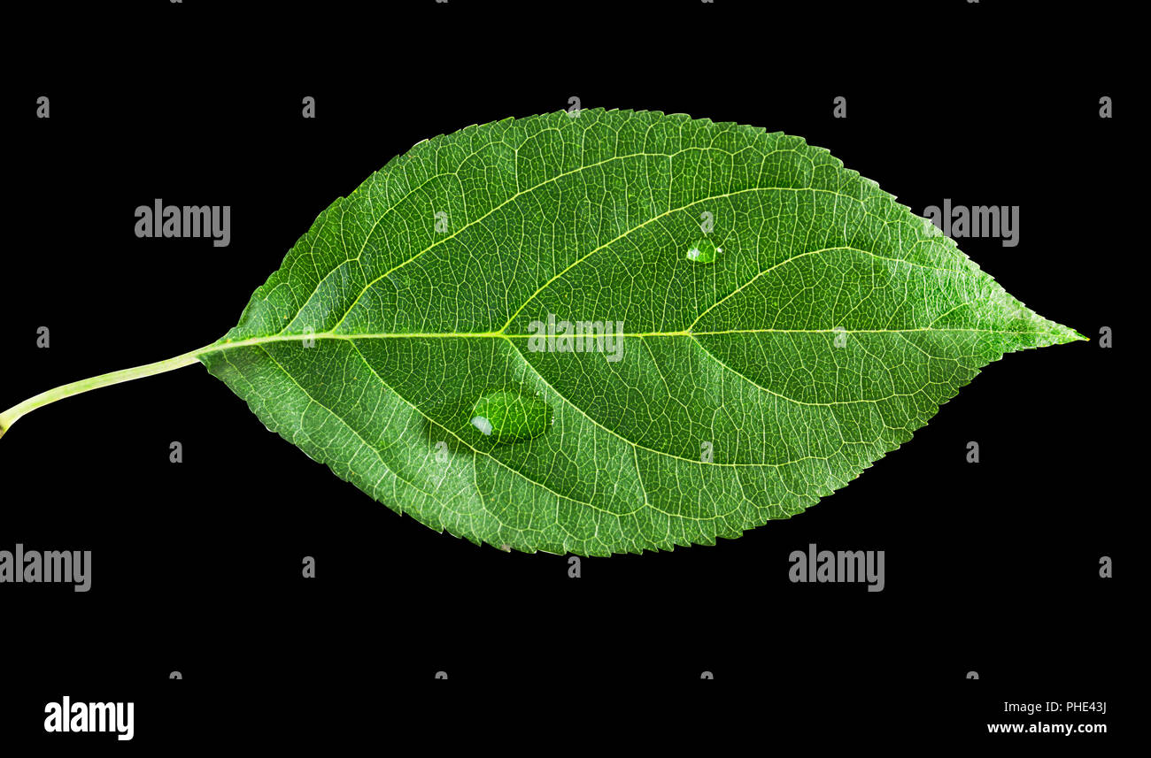 Single leaf of fruit tree isolated on black background Stock Photo - Alamy
