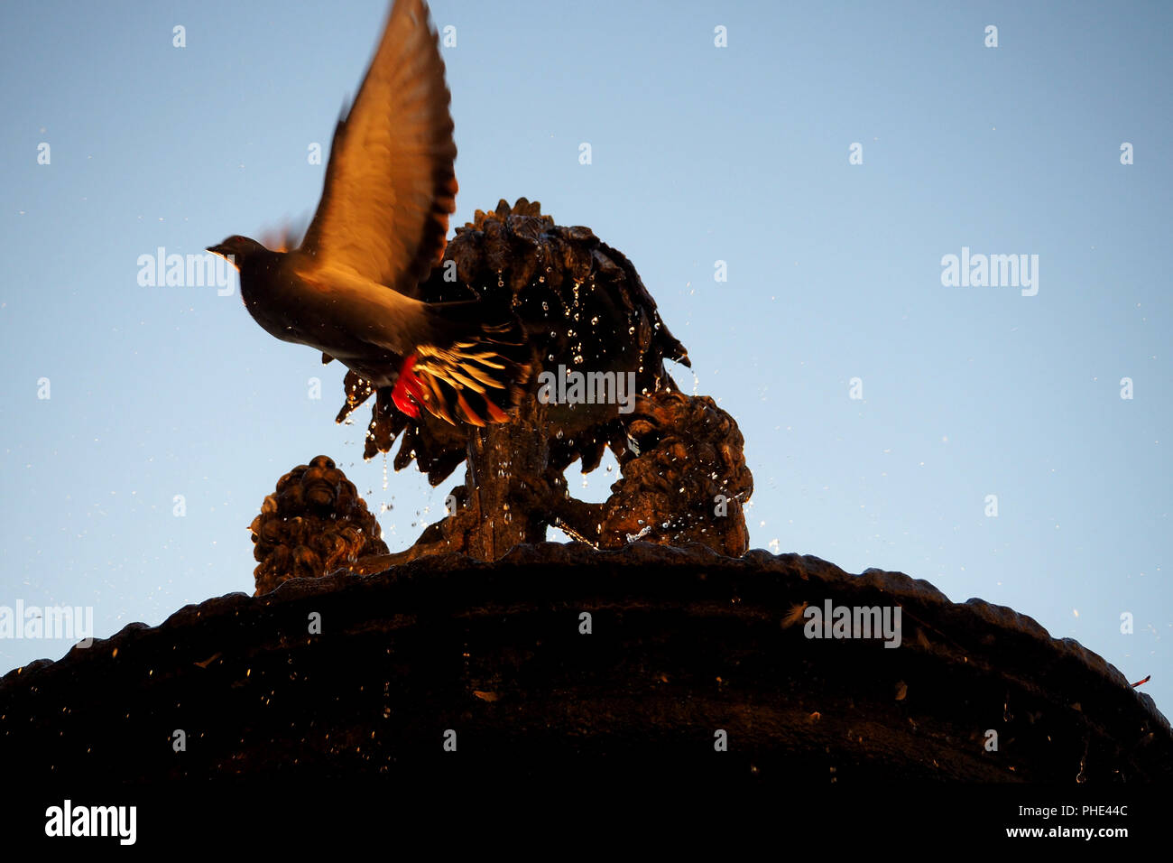 Dove on Renaissance fountain Stock Photo - Alamy
