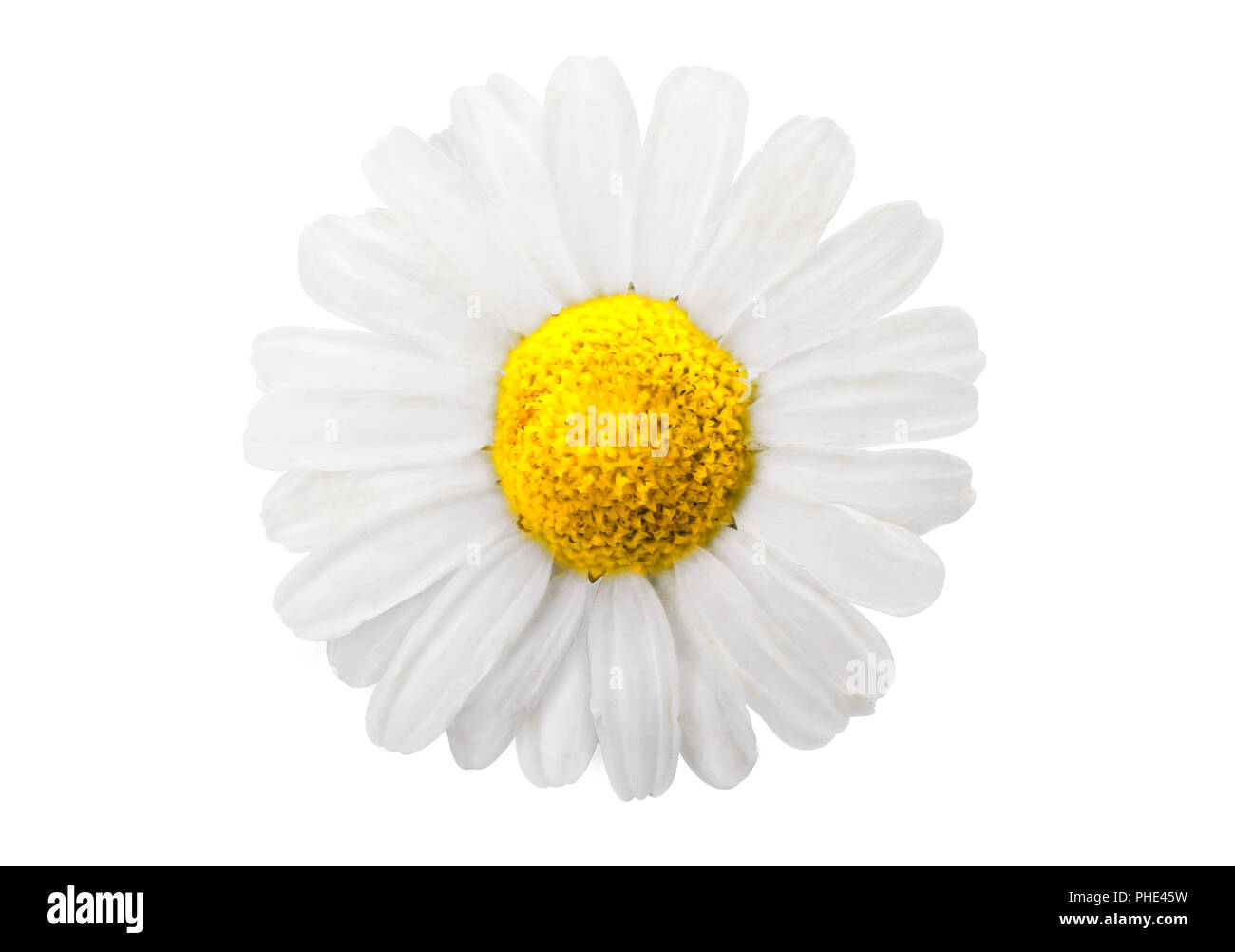 One daisy flower on a white background Stock Photo - Alamy