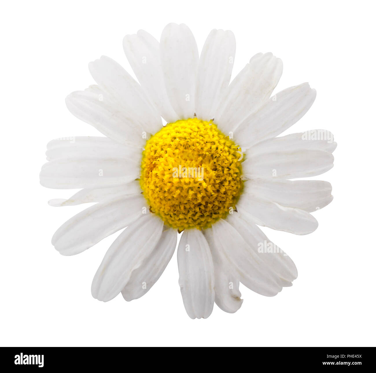 One daisy flower on a white background Stock Photo - Alamy
