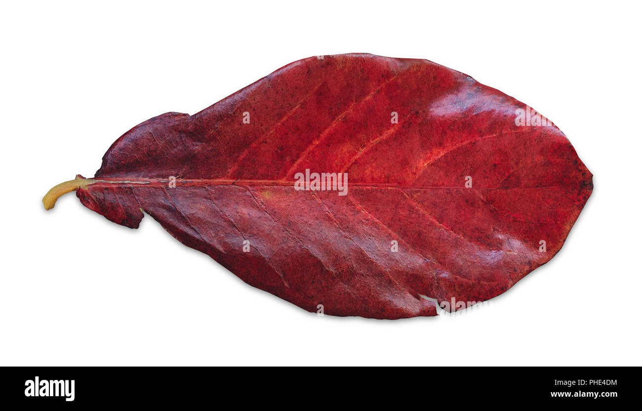 Autumn red leaf isolated on a white background Stock Photo - Alamy