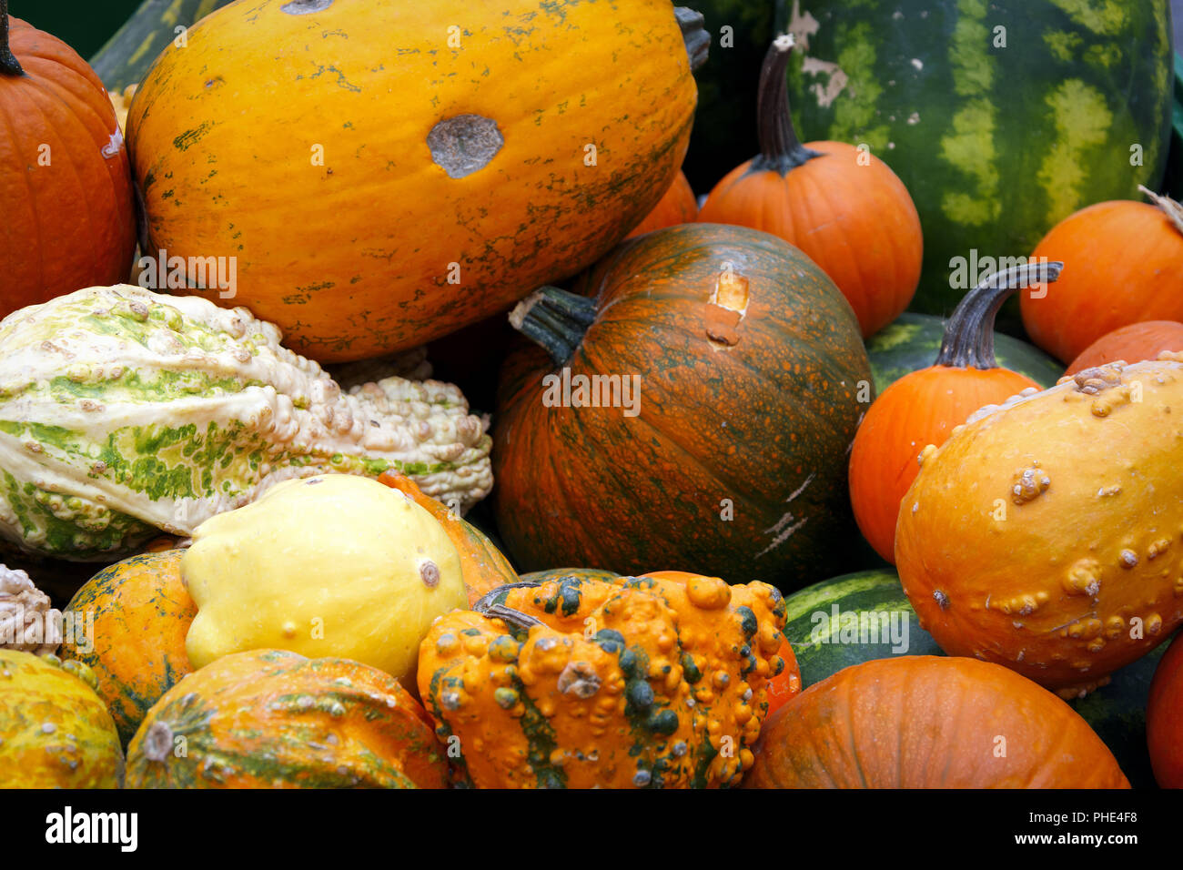 colorful pumpkins collection Stock Photo - Alamy