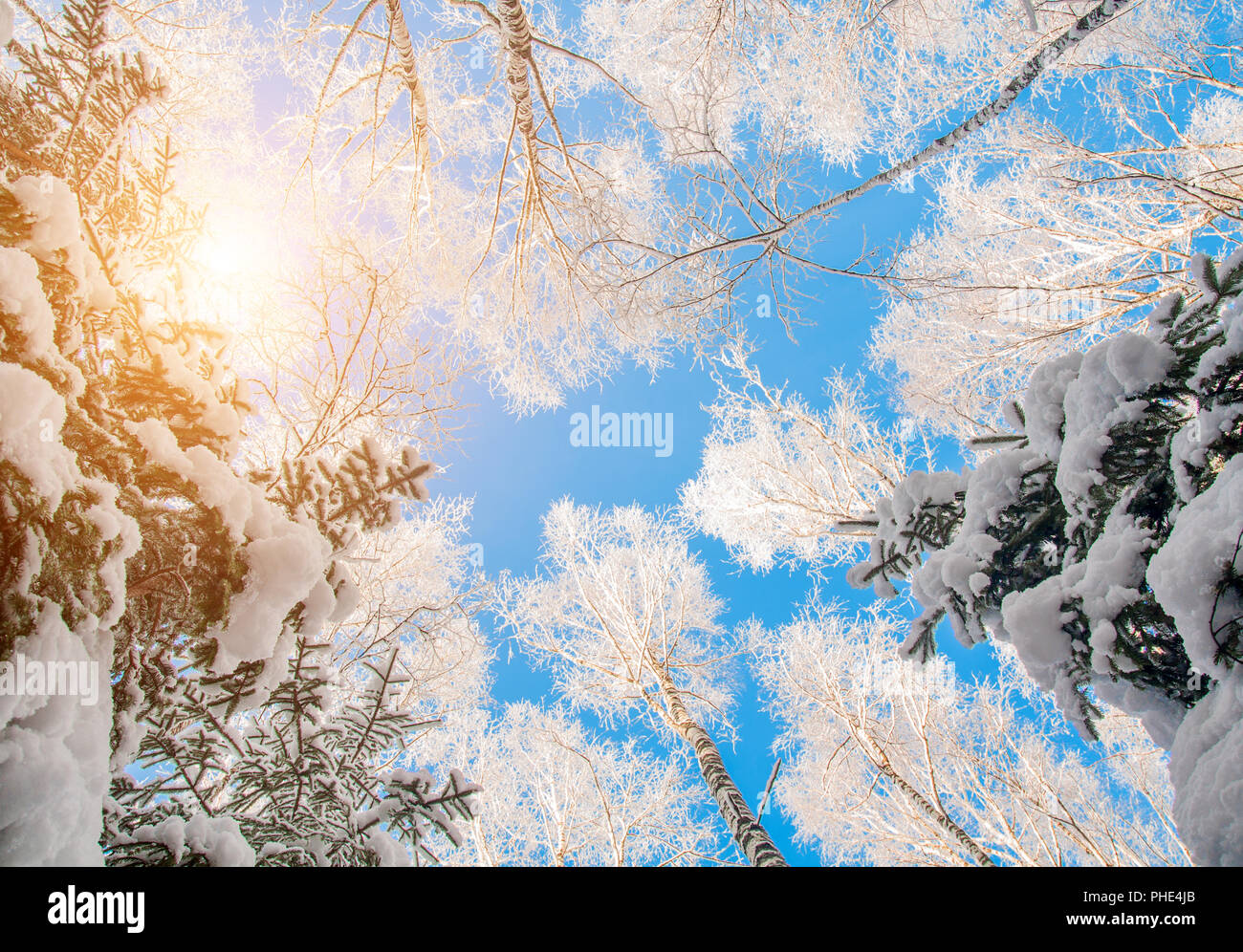 Beautiful snowy white forest in hi-res stock photography and images - Alamy