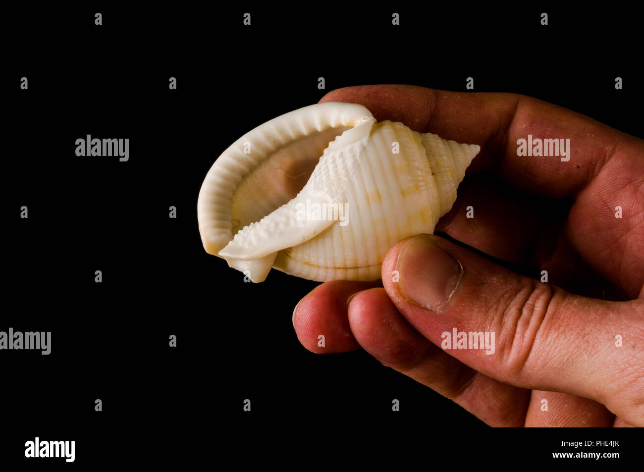 Close up shell hi-res stock photography and images - Alamy
