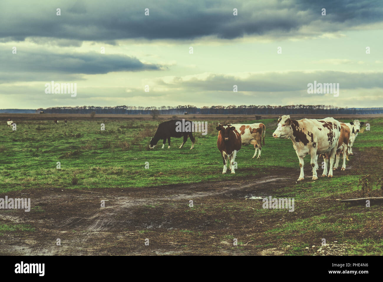 Calm cows hi-res stock photography and images - Alamy