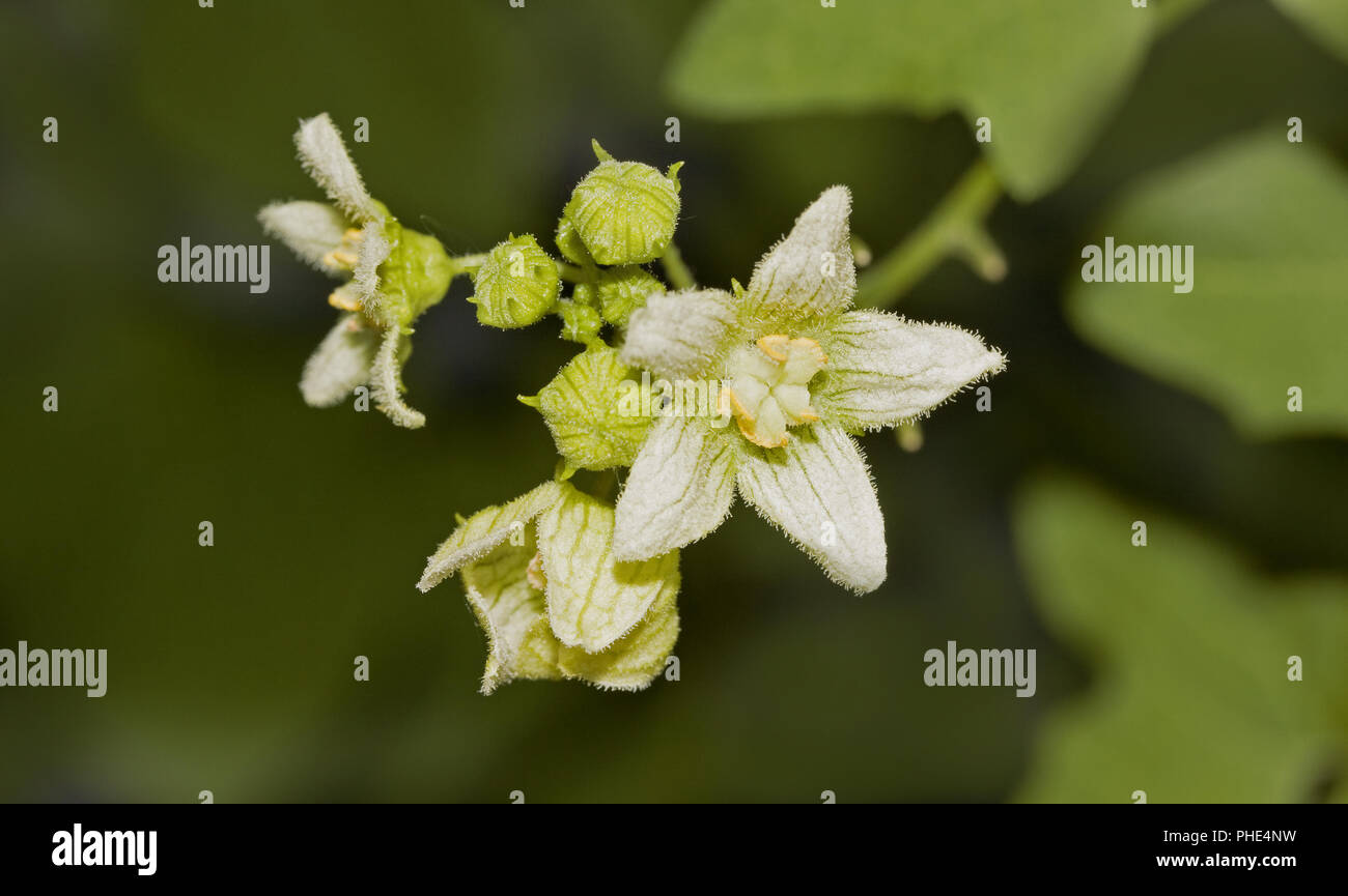 Red bryonia dioica hi-res stock photography and images - Alamy