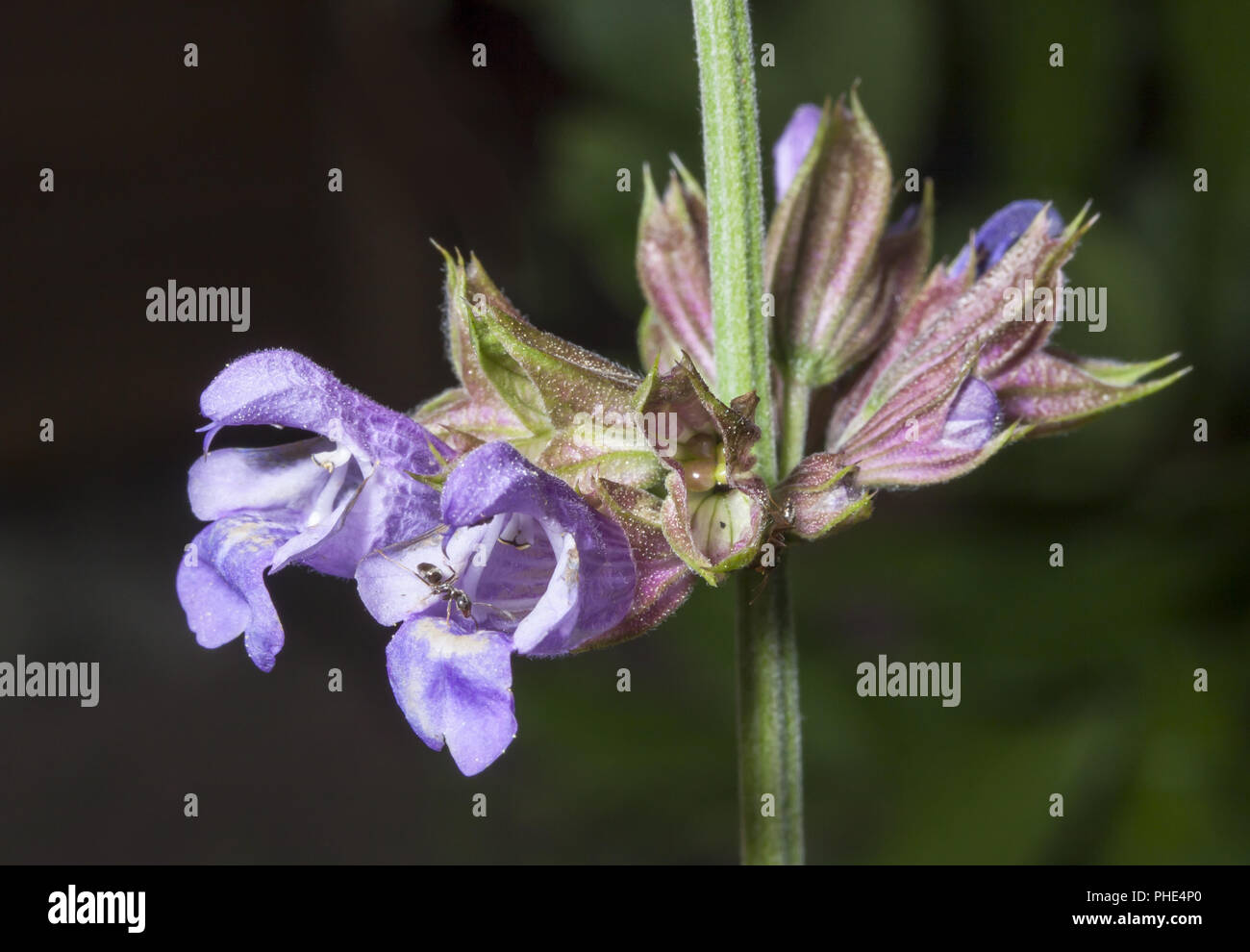 Garden sage Salvia officinalis Stock Photo - Alamy