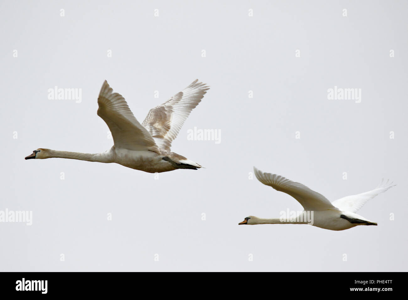 Flying swans hi-res stock photography and images - Alamy