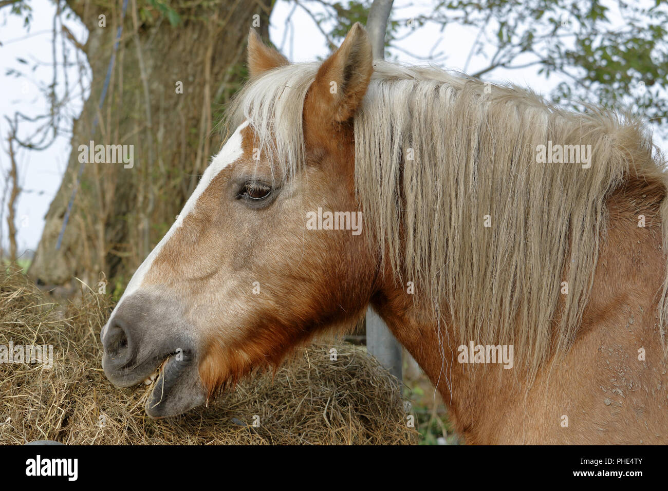Haflinger in the hay Stock Photo - Alamy