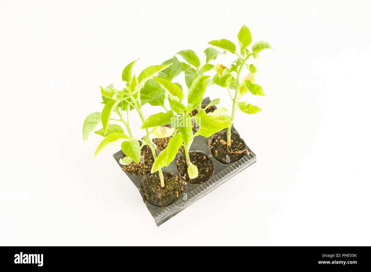 Young tomato plant hi-res stock photography and images - Alamy