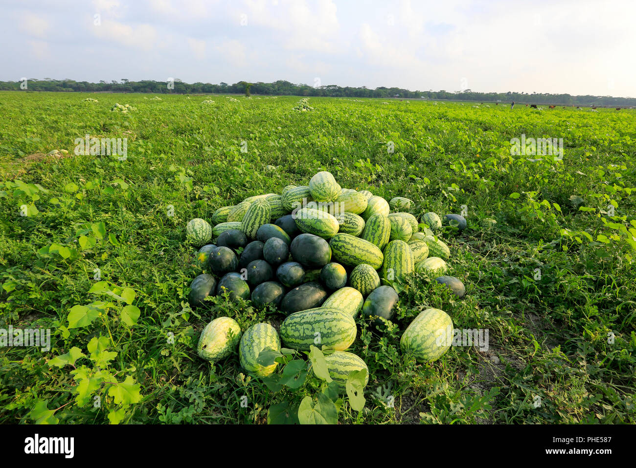 Watermelon in a field at Rangabali in Patuakhali district, Bangladesh Stock Photo - Alamy