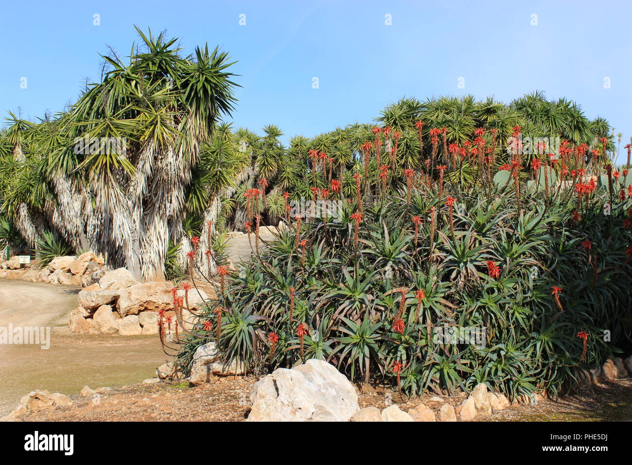 Blooming aloe shrub and yucca palm trees Stock Photo - Alamy