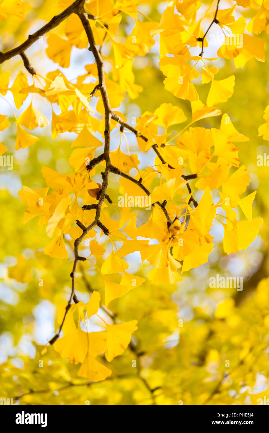 Ginkgo trees Autumn Stock Photo - Alamy