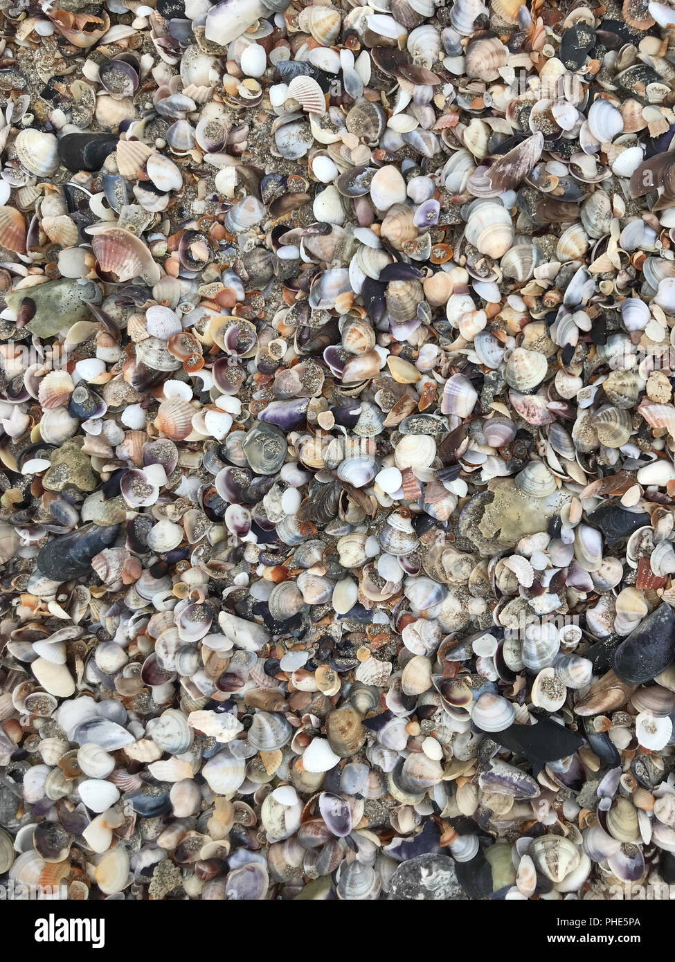 Sea shells background Stock Photo - Alamy