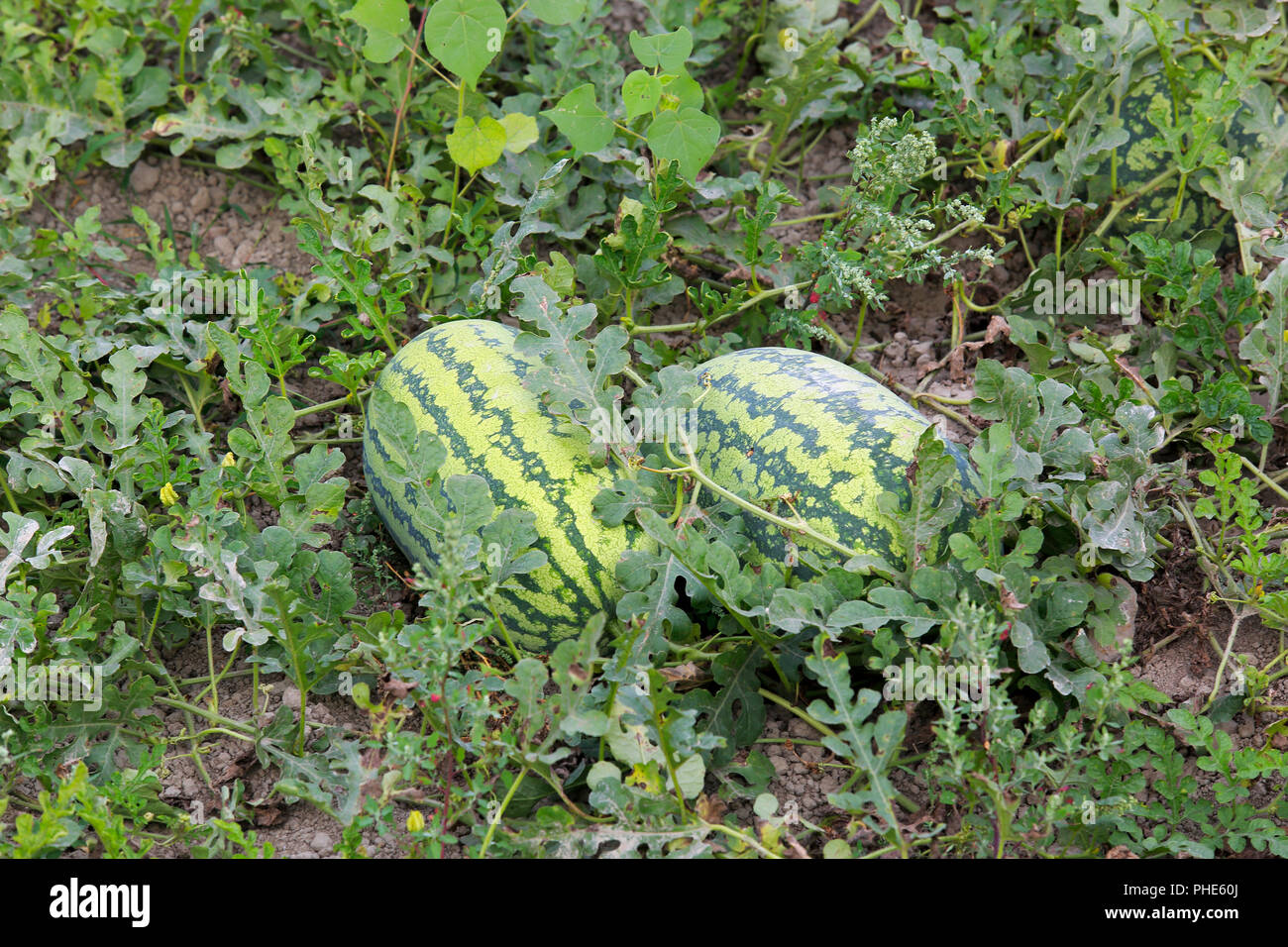Watermelon in a field at Rangabali in Patuakhali district, Bangladesh ...