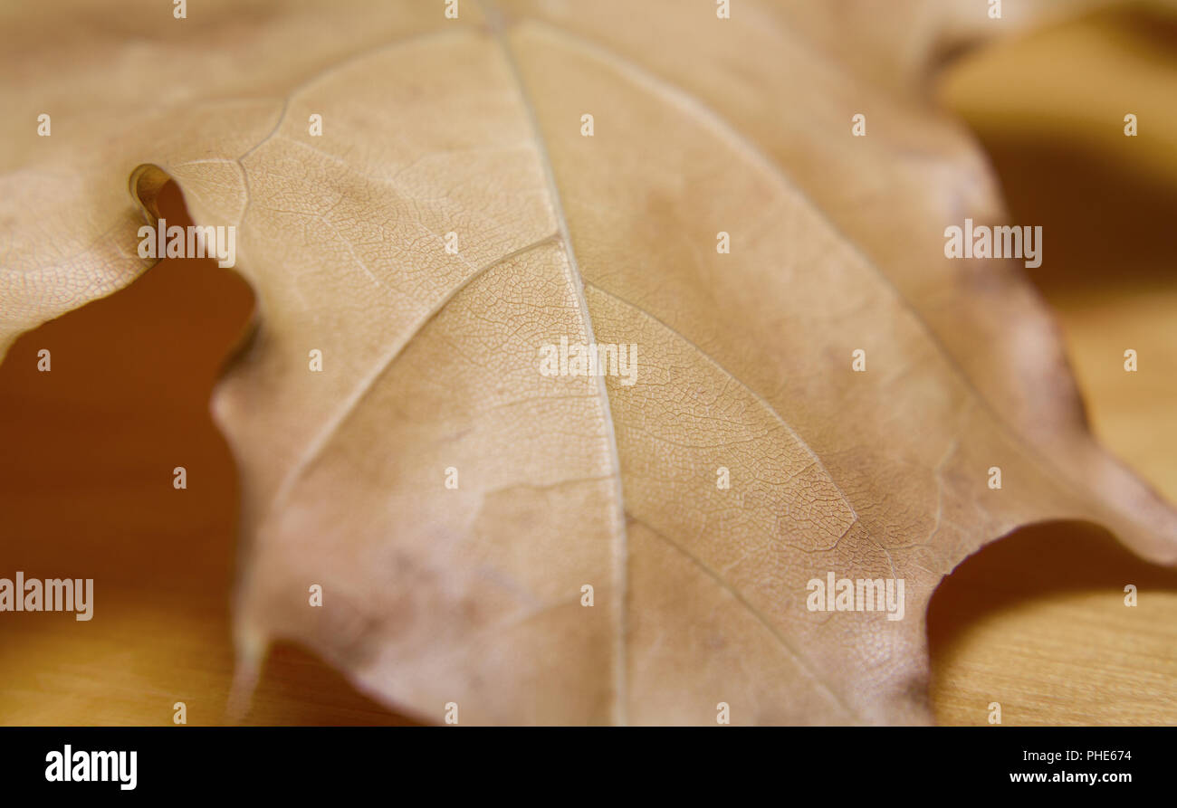 Dry maple hi-res stock photography and images - Alamy