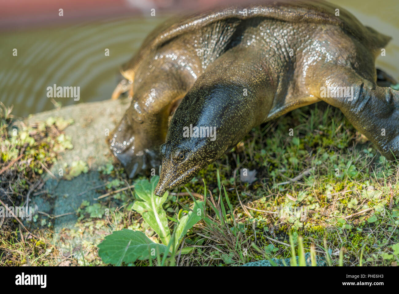Koishikawa Korakuen Garden Chinese softshell turtle (Pelodiscus ...