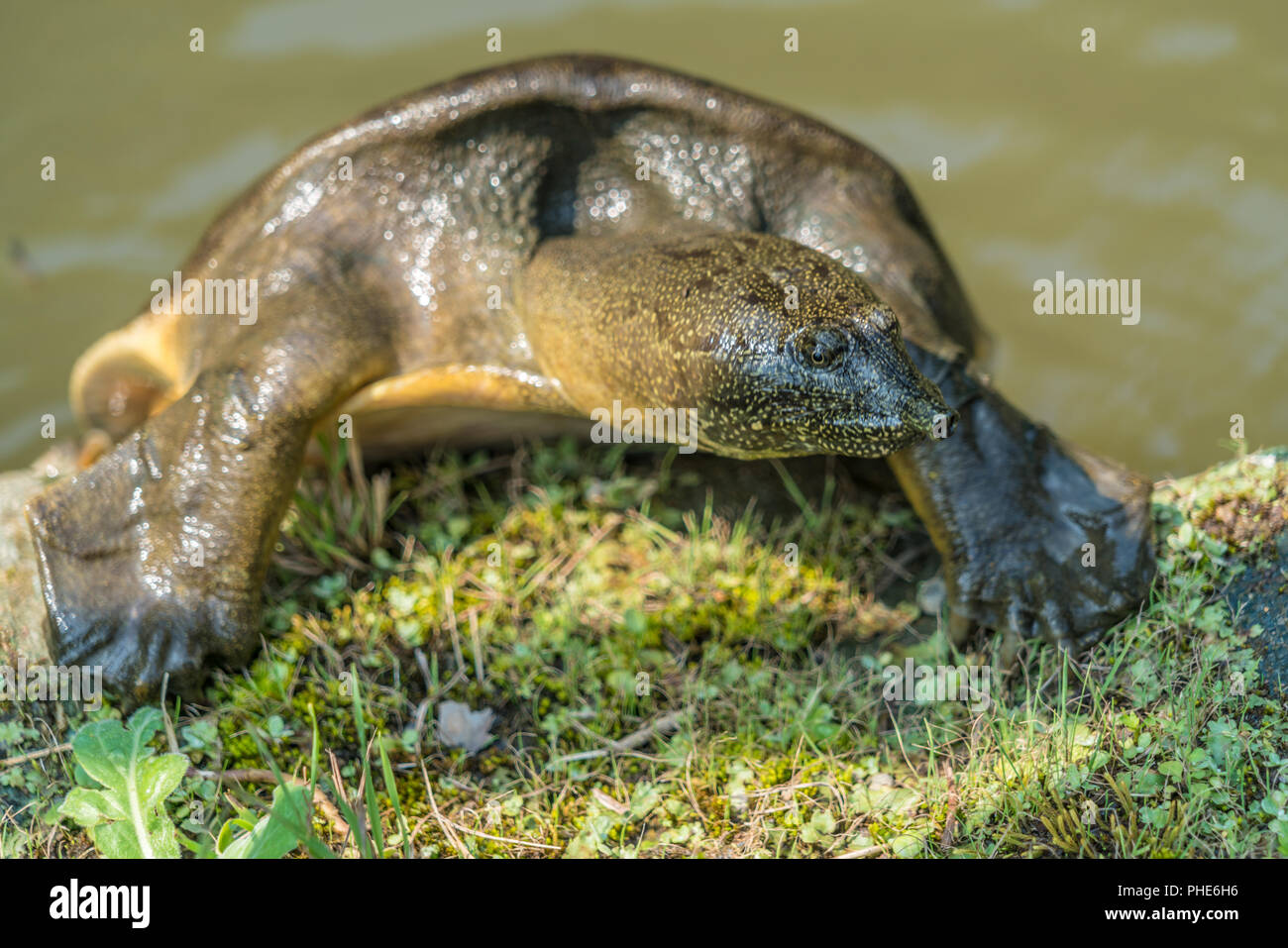 Chinese softshell turtle (Pelodiscus sinensis) listed as vulnerable on ...