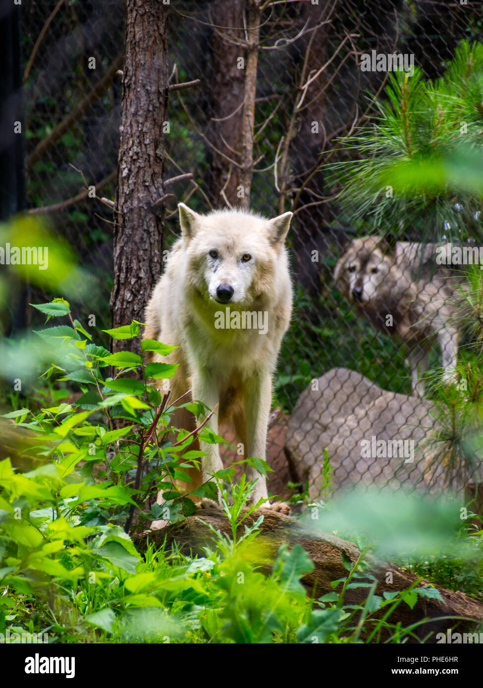 Wolf in cage hi-res stock photography and images - Alamy