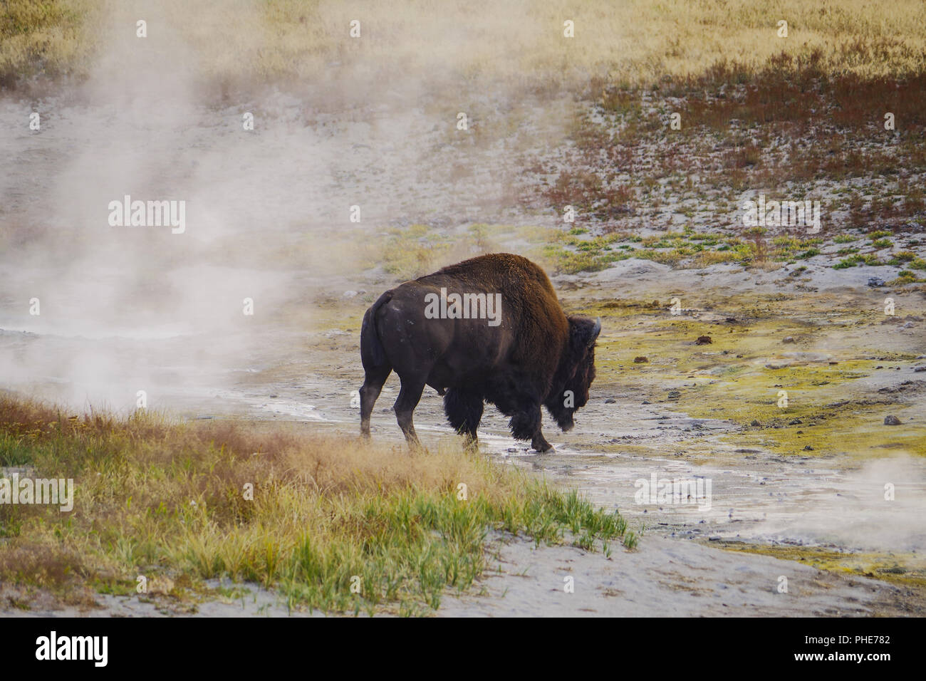 American bison buffalo in the Yellowstone national park Stock Photo - Alamy