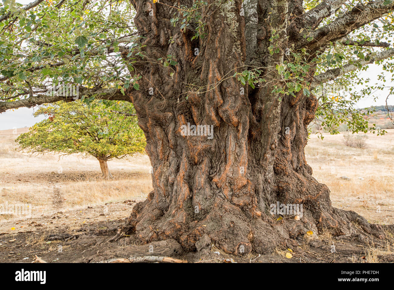 Huge old poplar tree hi-res stock photography and images - Alamy