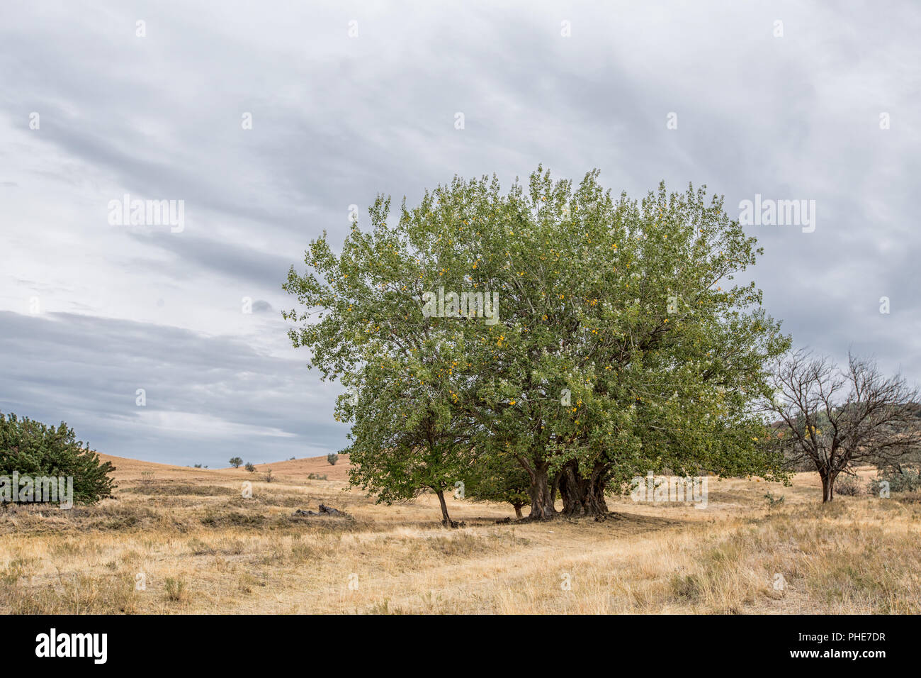 A big old poplar tree with an impressive trunk Stock Photo - Alamy