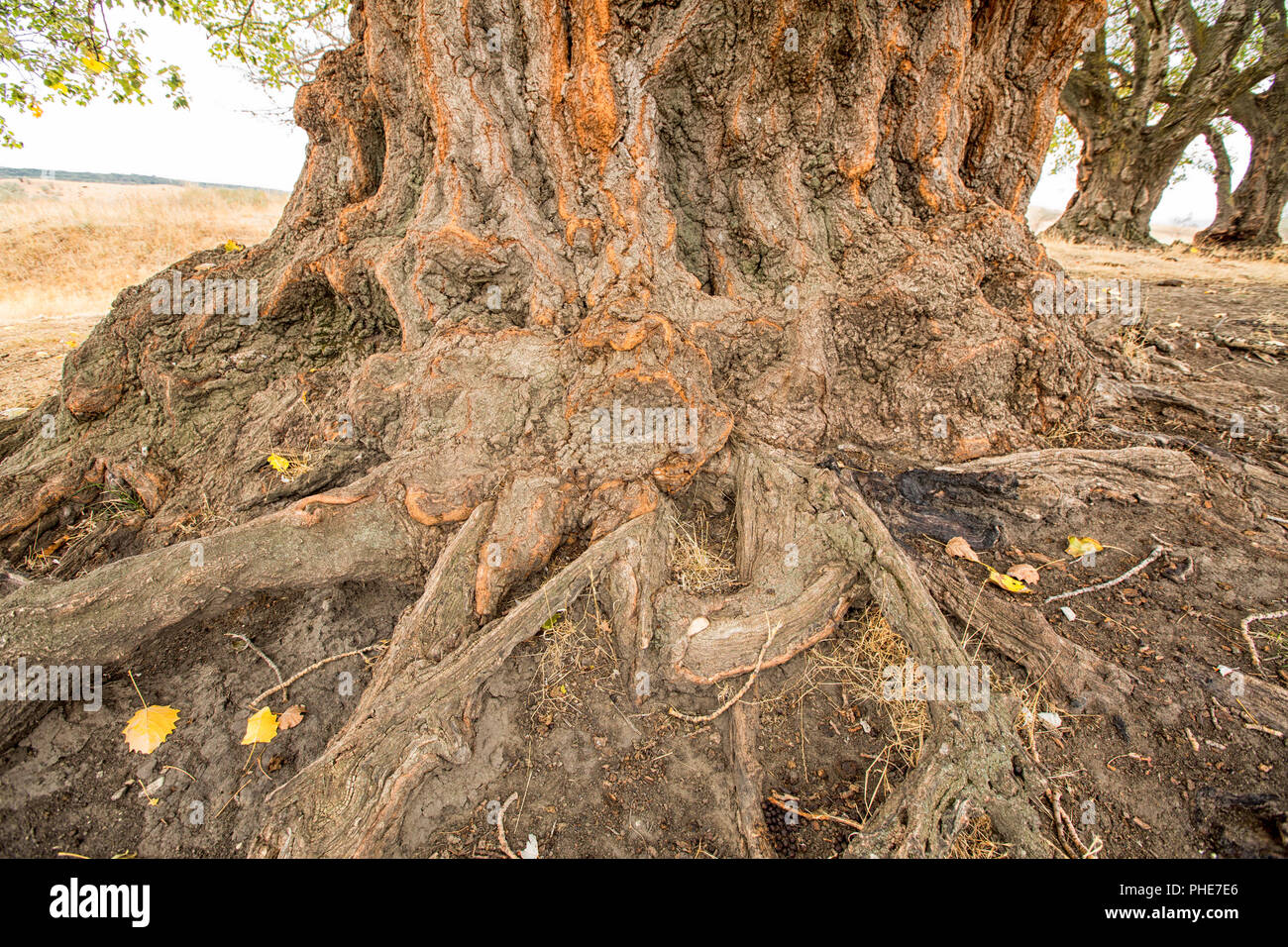 Huge old poplar tree hi-res stock photography and images - Alamy